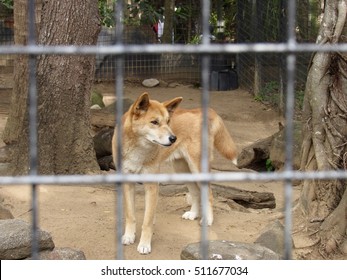 60 Dingo Eating Images, Stock Photos & Vectors | Shutterstock