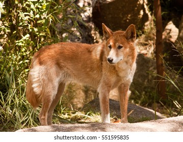 Dingo Stock Photo 551595835 | Shutterstock