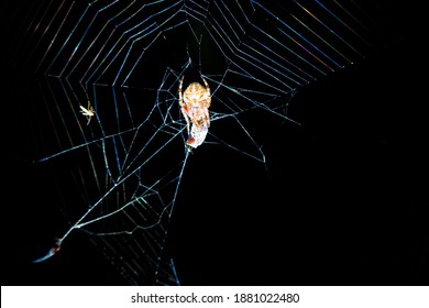 690 Spider web zoomed Images, Stock Photos & Vectors | Shutterstock