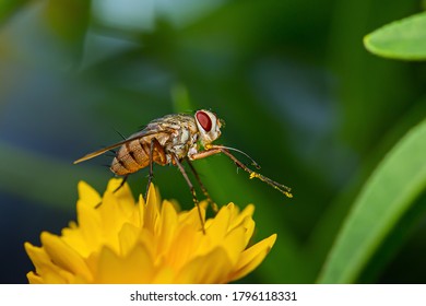 377 Familiar insects Images, Stock Photos & Vectors | Shutterstock