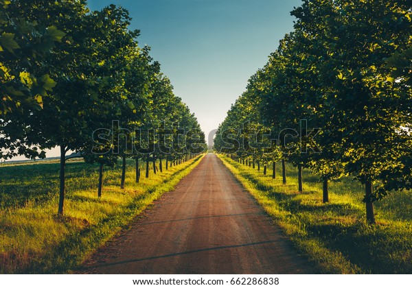 Direct Road Rows Trees Left Right Stock Photo (Edit Now) 662286838
