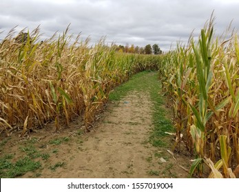 Dirt Path Win Sparse Grass Farmland Stock Photo (Edit Now) 1557019004