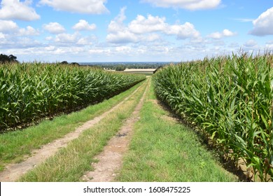 Dirt Road Between Corn Fields Schaumburg Stock Photo 1608475225 ...