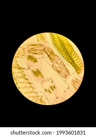 Dirty Water Sample Under Microscope Algae Stock Photo 1993601831 ...