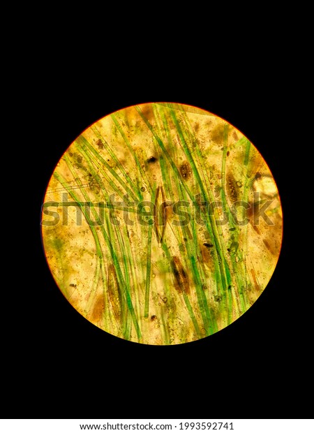 Dirty Water Sample Under Microscope Sample Stock Photo 1993592741 ...