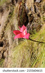 53 Orchid Disa Uniflora Images, Stock Photos & Vectors | Shutterstock