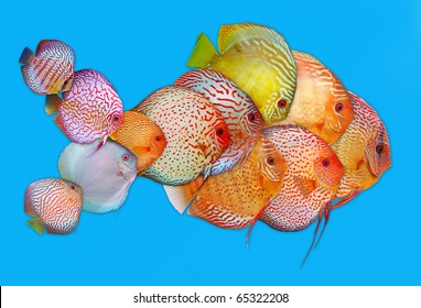56 Discus solid Images, Stock Photos & Vectors | Shutterstock