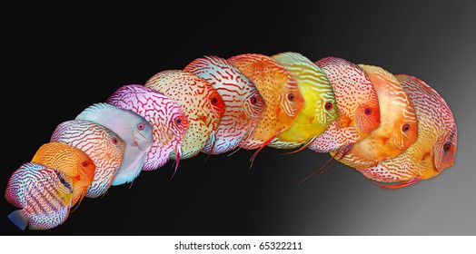 56 Discus solid Images, Stock Photos & Vectors | Shutterstock