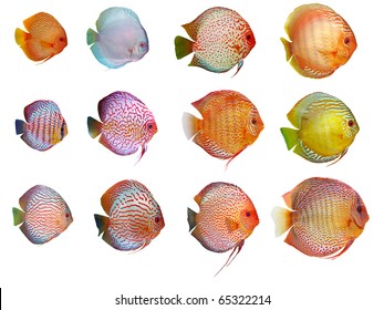56 Discus solid Images, Stock Photos & Vectors | Shutterstock