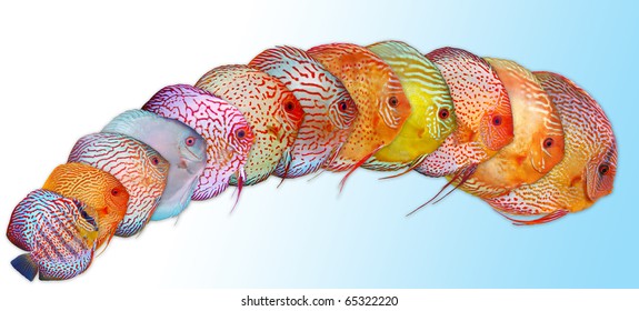 56 Discus solid Images, Stock Photos & Vectors | Shutterstock