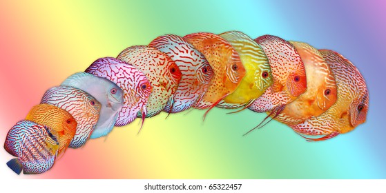 56 Discus solid Images, Stock Photos & Vectors | Shutterstock