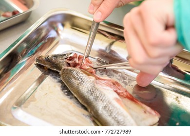 60 Internal fish anatomy Stock Photos, Images & Photography | Shutterstock