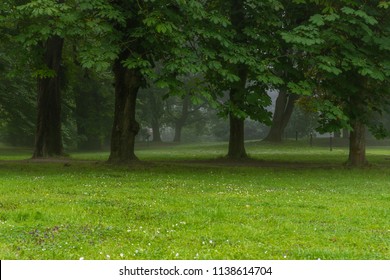 Beautiful Open Area Trees Stock Photo 1016610886 | Shutterstock