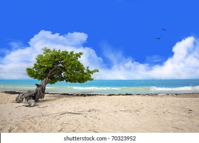 6,572 Aruba trees Images, Stock Photos & Vectors | Shutterstock