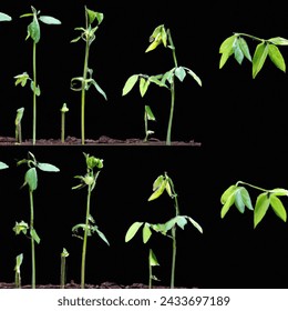 Process Growth Tomato Plant Seed Ripening AI-generated image 2301771139 ...