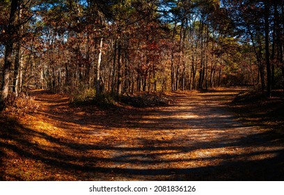 4,251 Two Roads In The Woods Images, Stock Photos & Vectors | Shutterstock