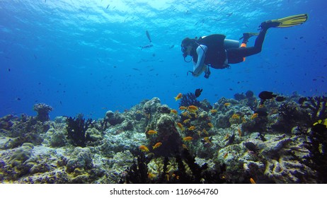 Diving Fish Stock Photo 1169664760 | Shutterstock