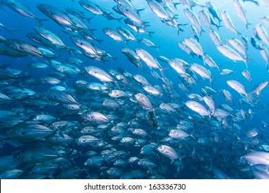 Diving Group Jack Fish Stock Photo 163336730 | Shutterstock
