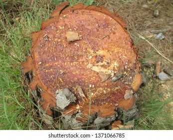 Do Not Kill Trees Stock Photo 1371066785 | Shutterstock