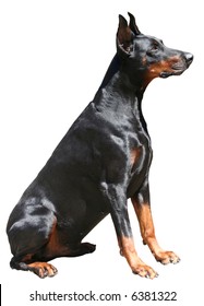 6,295 Doberman sit Images, Stock Photos & Vectors | Shutterstock