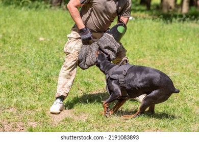 Doberman Attacking Dog Handler During Aggression Stock Photo 2191083893 ...