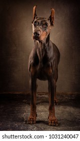 Doberman Studio Stock Photo 1031240047 | Shutterstock