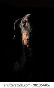Doberman Studio Stock Photo 381864406 | Shutterstock