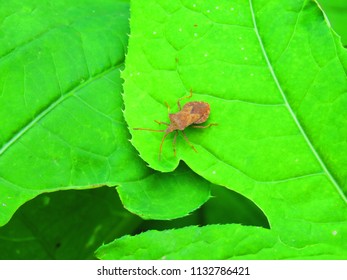 Dock Bug Coreus Marginatus Stock Photo 1132786421 | Shutterstock