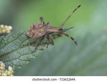 Dock Bug Coreus Marginatus Nymph Stock Photo 713612644 | Shutterstock