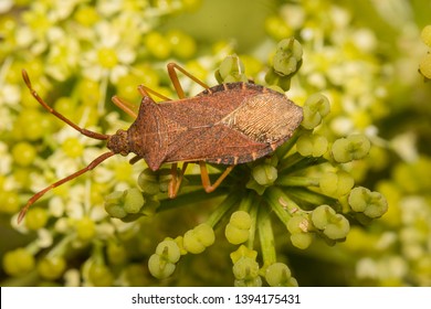 Dock Leaf Bug Coreus Marginatus Considered Stock Photo 1394175431 ...