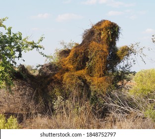 819 Strangled tree Images, Stock Photos & Vectors | Shutterstock