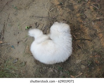 Dog Stock Photo 629019071 | Shutterstock