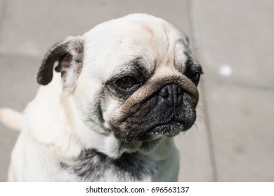 Dog Stock Photo 696563137 | Shutterstock