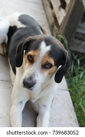 121 Beagle welcome dog Images, Stock Photos & Vectors | Shutterstock