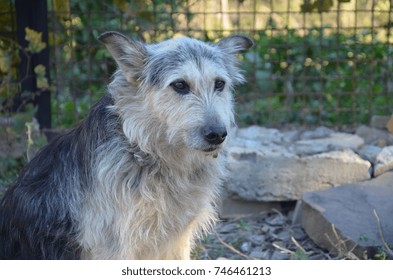 Dog Stock Photo 746461213 | Shutterstock