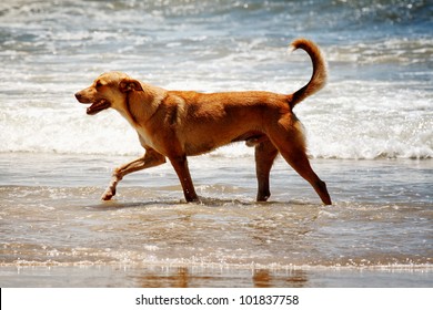 4,012 Dog walking side view Images, Stock Photos & Vectors | Shutterstock