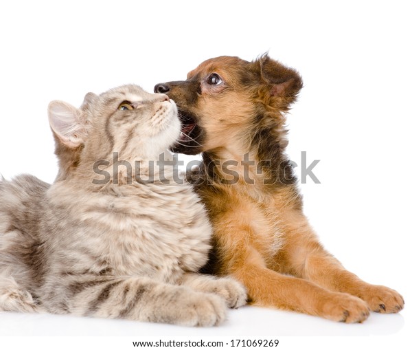 Dog Bites Cat Isolated On White Foto stock 171069269 | Shutterstock