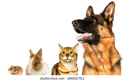 448 Hamster Set Stock Photos, Images & Photography | Shutterstock
