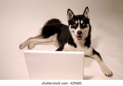 Dog Computer Stock Photo 429685 | Shutterstock