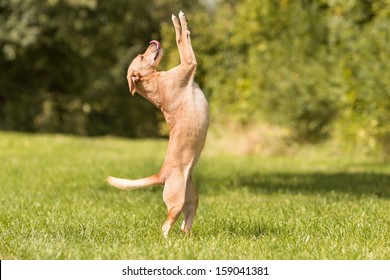678 Dog doing tricks Images, Stock Photos & Vectors | Shutterstock