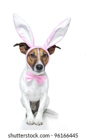 1,187 Dog dressed bunny Images, Stock Photos & Vectors | Shutterstock