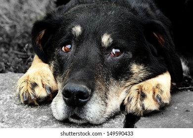 1,245 Dog with guilty face Images, Stock Photos & Vectors | Shutterstock