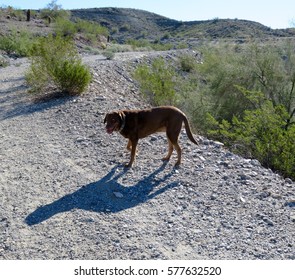 Dog His Shadow Stock Photo 577632520 | Shutterstock