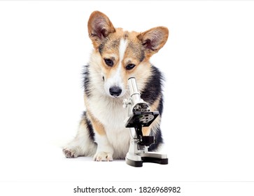 1,942 Dog with microscope Images, Stock Photos & Vectors | Shutterstock
