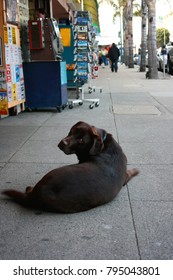 85 Rear Dog Sitting Down Images, Stock Photos & Vectors | Shutterstock