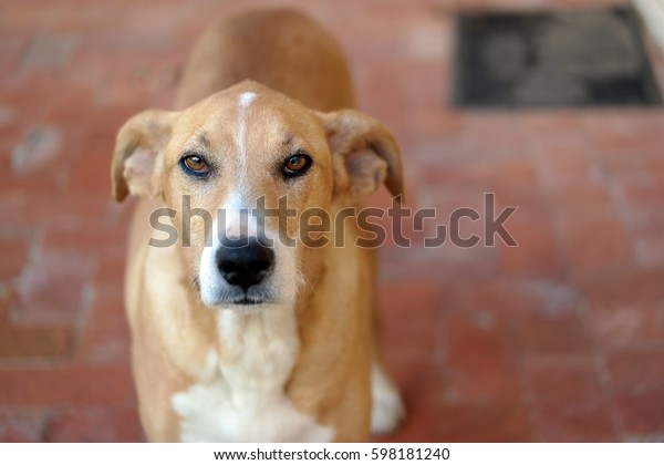Dog Looking Camera Stock Photo (Edit Now) 598181240