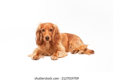 Dog Lying Down Looking Camera White Stock Photo 2127019709 | Shutterstock