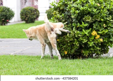 287 Dog Peeing On Tree Stock Photos, Images & Photography | Shutterstock