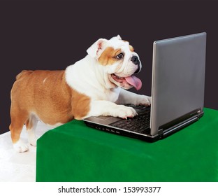 Dog Play Computer Stock Photo 153993377 | Shutterstock