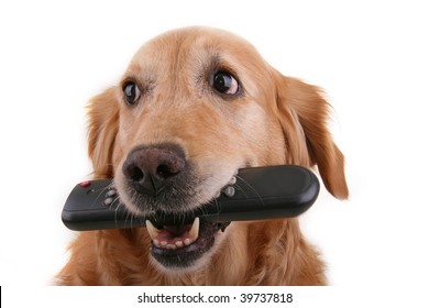 1,304 Dog With Remote Control Images, Stock Photos & Vectors | Shutterstock